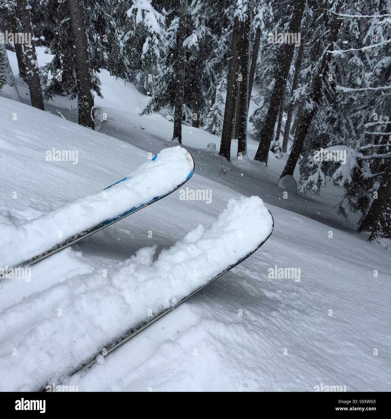 Skiing through a forest Stock Photo - Alamy