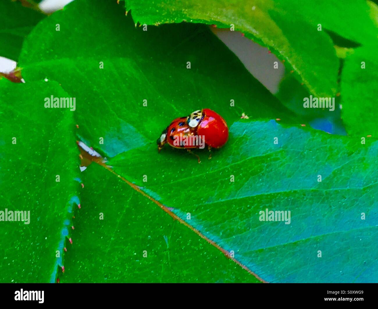 Love bugs hi-res stock photography and images - Alamy