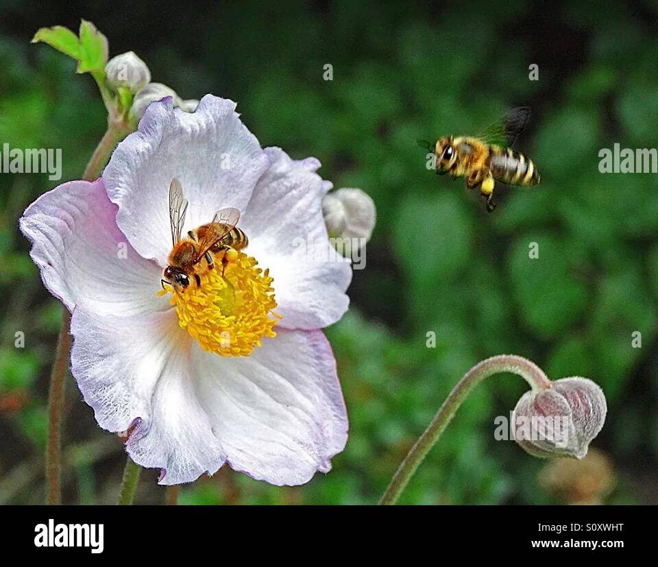 Hello bee hi-res stock photography and images - Alamy
