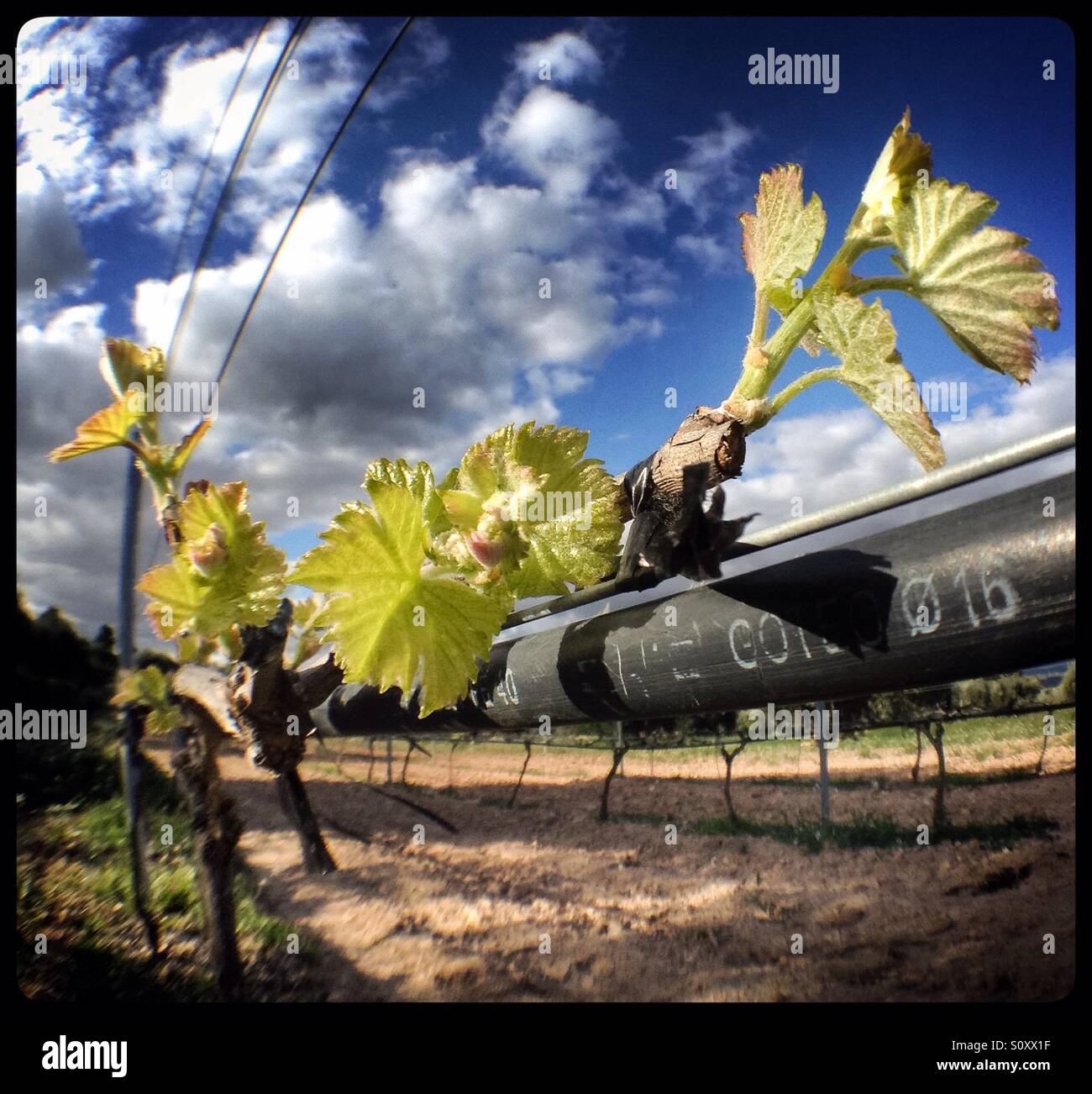 The first leaves on a Syrah grapevine, and new signs of life in the ...