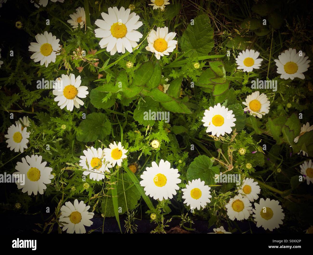 Daisy daisies flower hi-res stock photography and images - Alamy
