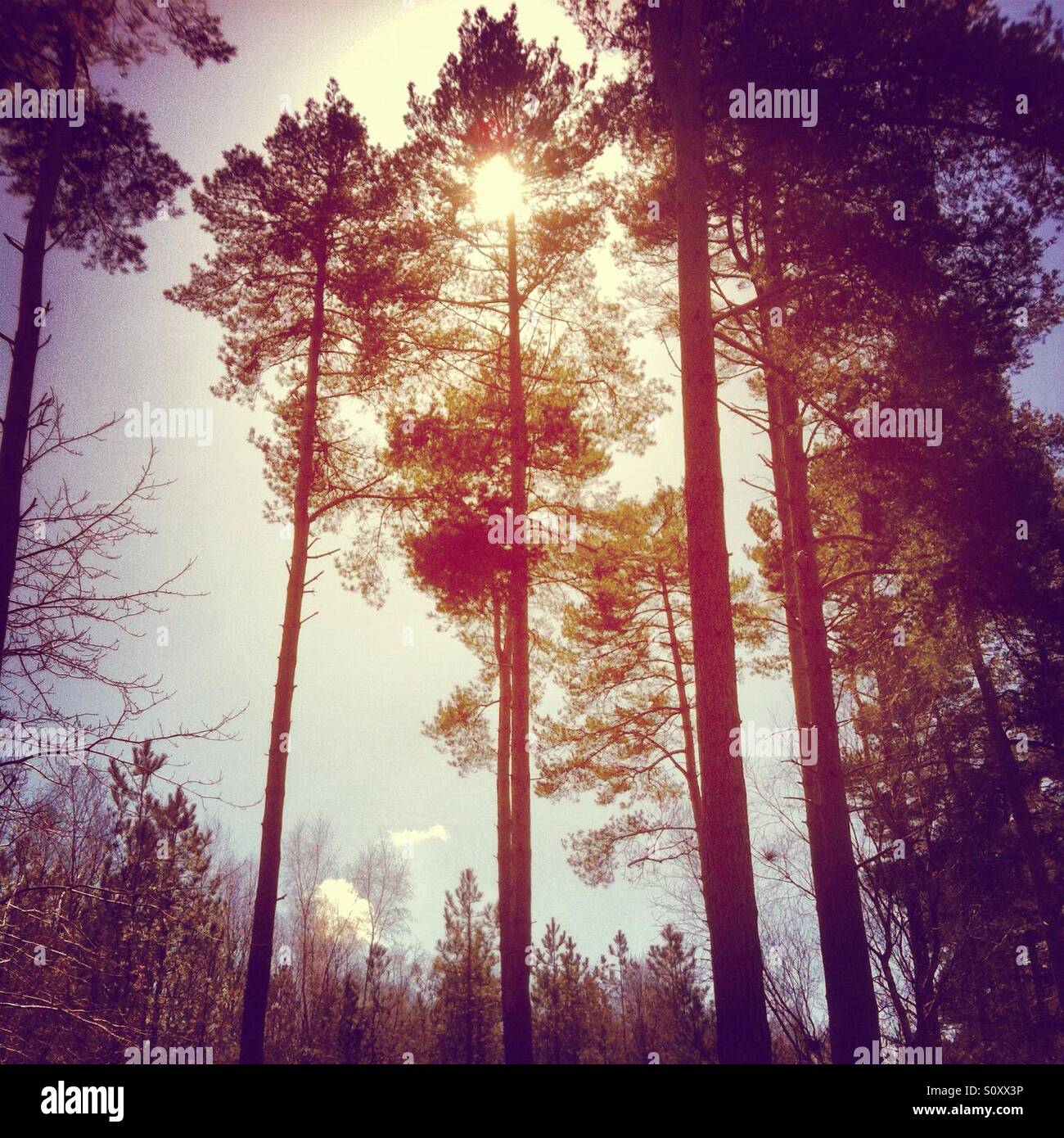 Tall forest trees backlit by the sun on a summer day Stock Photo - Alamy