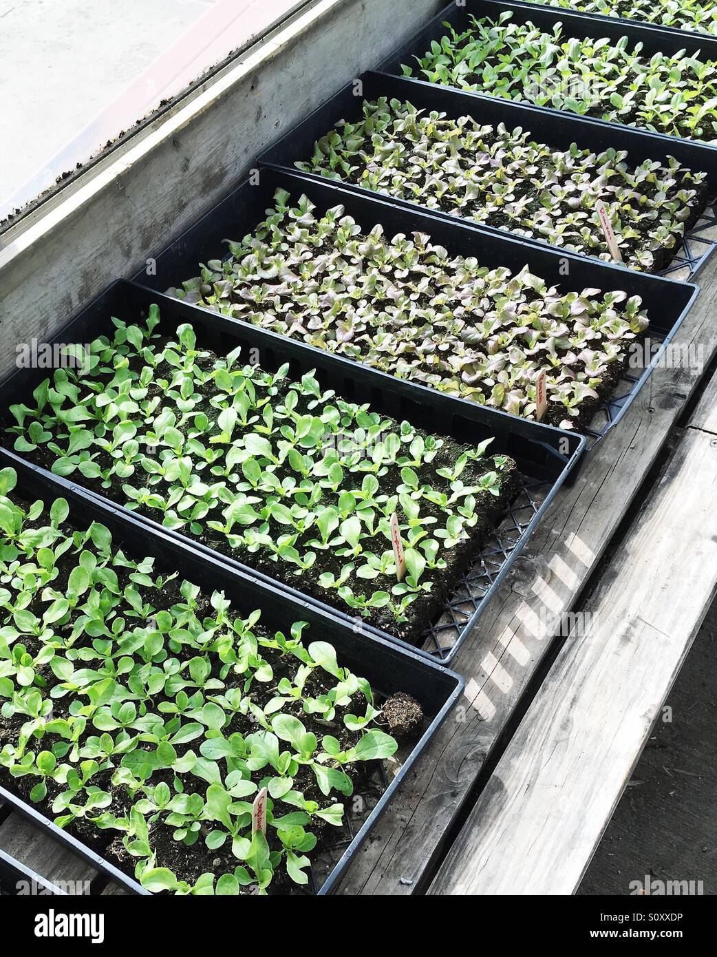 Micro greens hi-res stock photography and images - Alamy