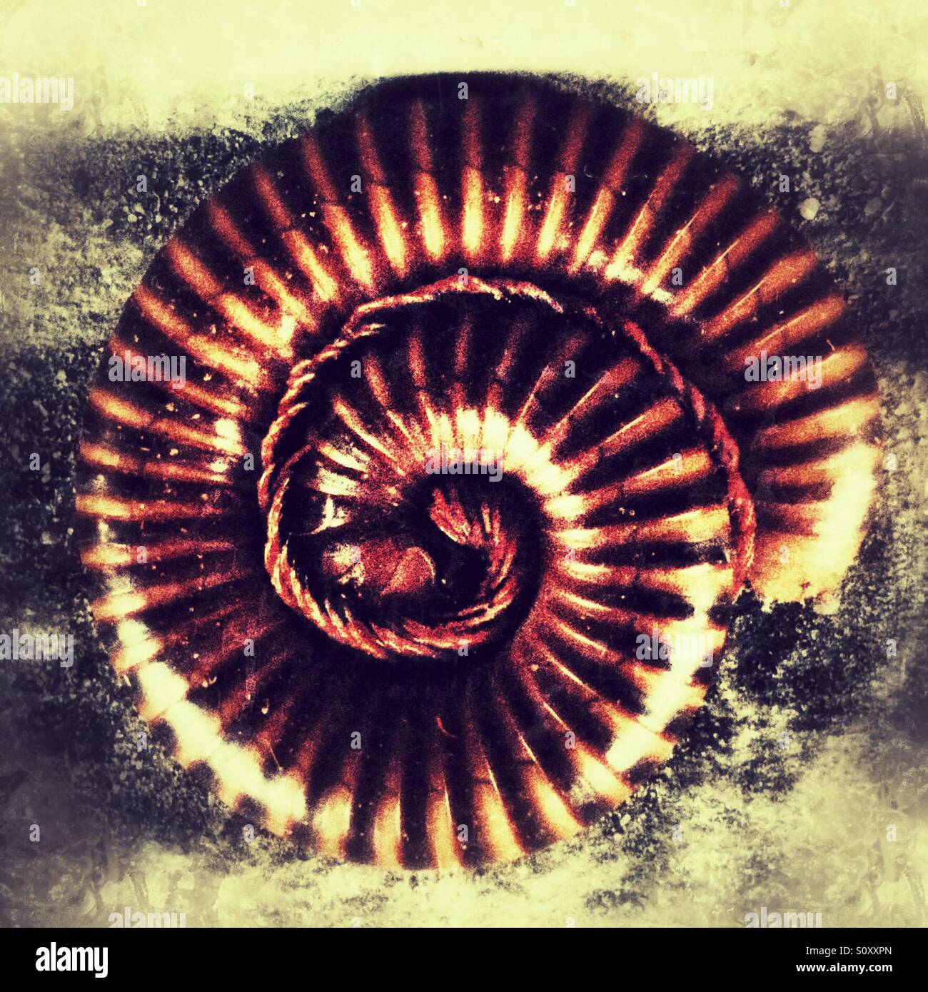 Thai millipede curled up tight Stock Photo - Alamy