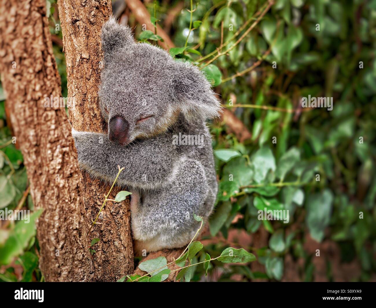 Sleepy baby koala Stock Photo - Alamy