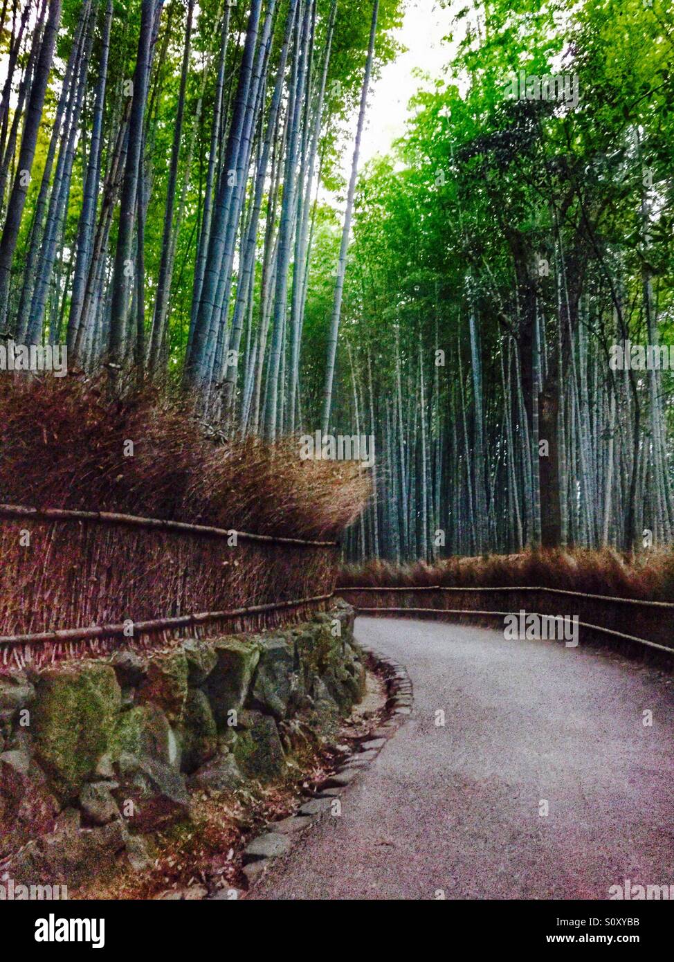 Bamboo Forest Kyoto Stock Photos & Bamboo Forest Kyoto Stock Images - Alamy
