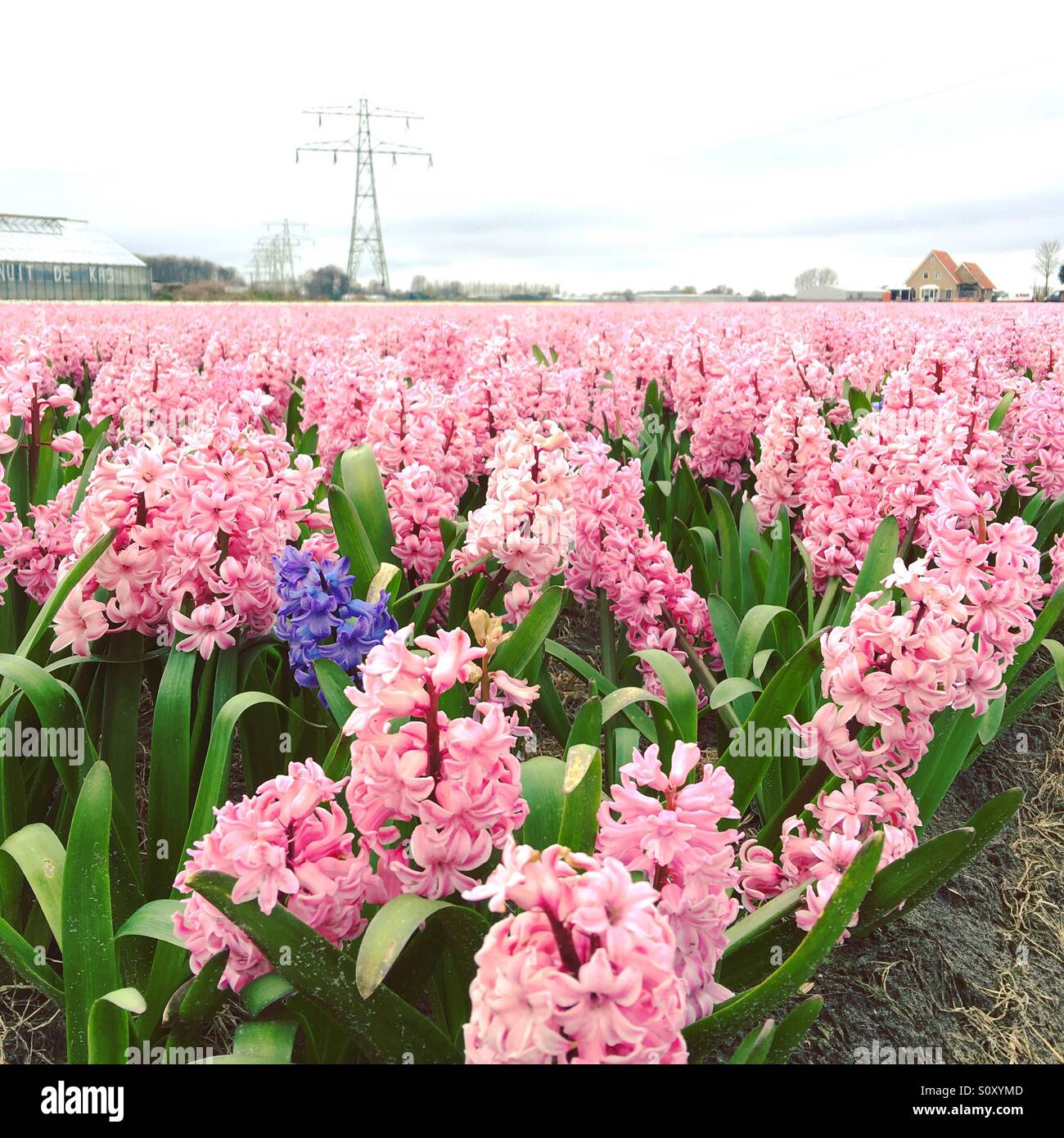 Field of hyacinths hi-res stock photography and images - Alamy
