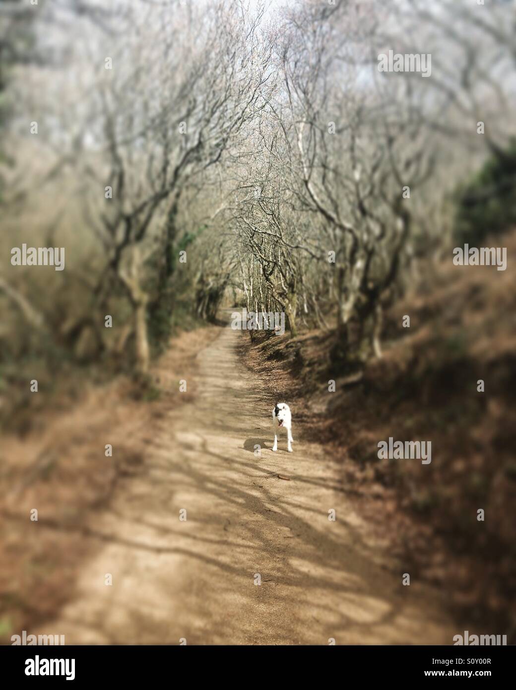 Downhill path hi-res stock photography and images - Alamy