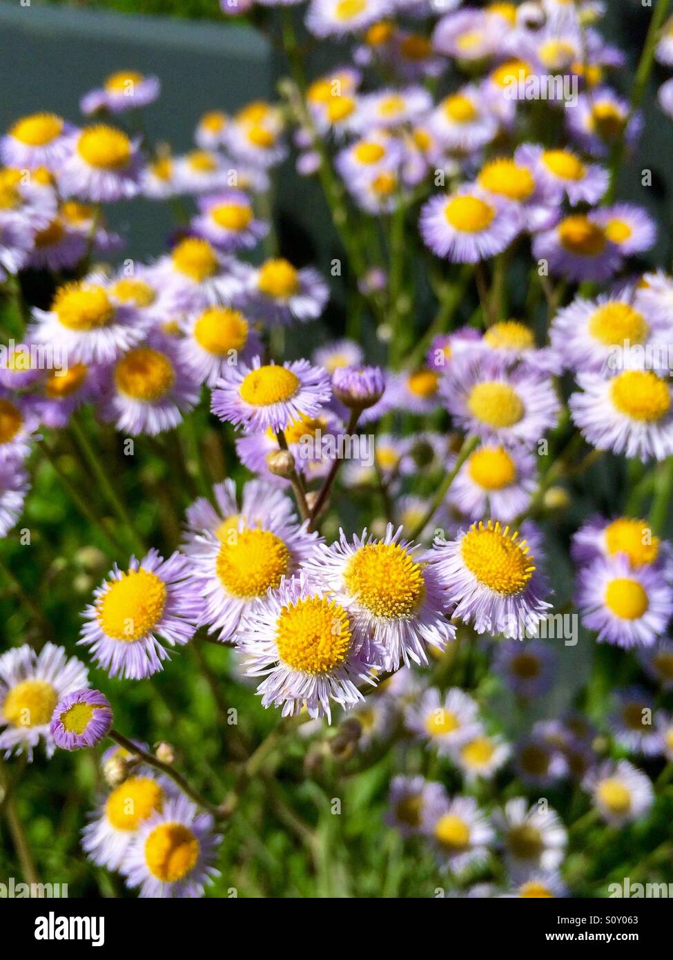 Purple Fleabane High Resolution Stock Photography and Images - Alamy