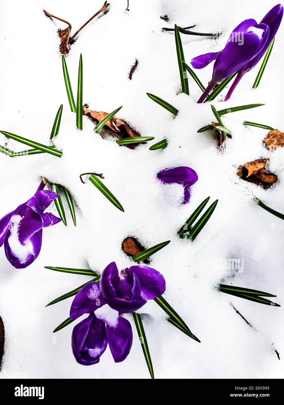 Crocuses in snow Stock Photo - Alamy