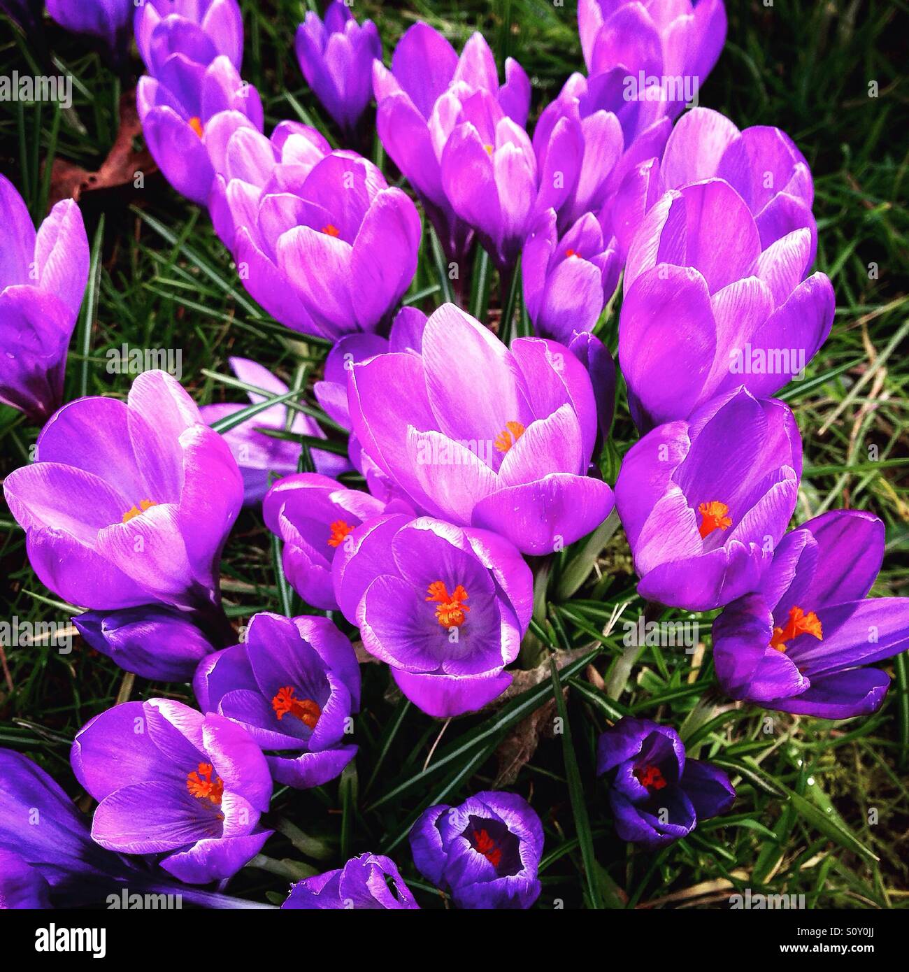 Cheerful spring flowers Stock Photo - Alamy