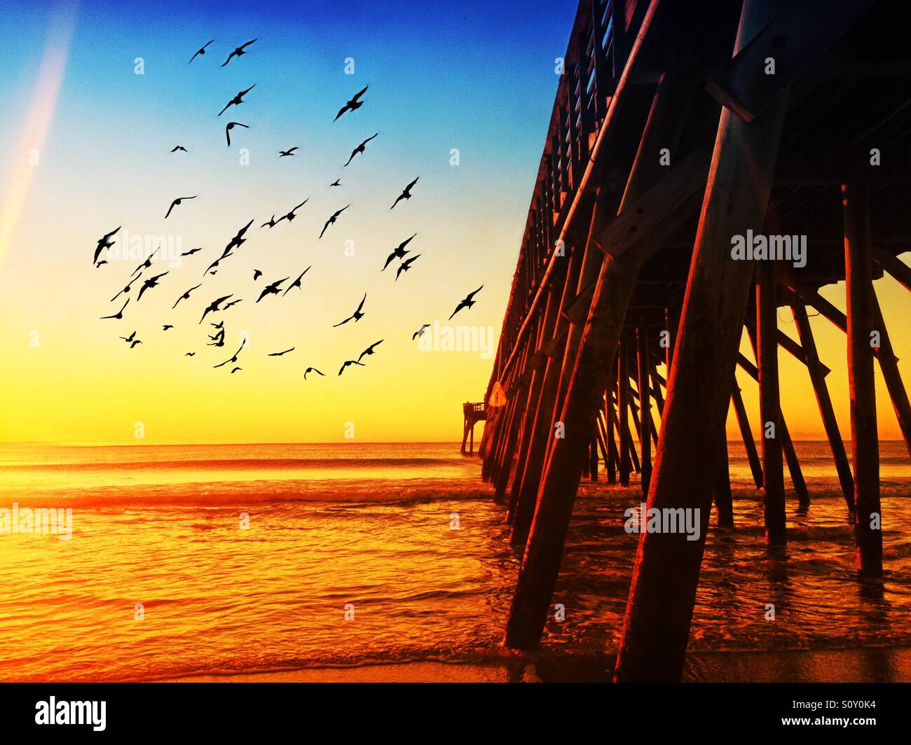 Sunrise Images With Birds Hd