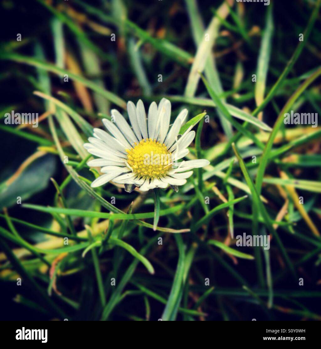 Lonely daisy hi-res stock photography and images - Alamy