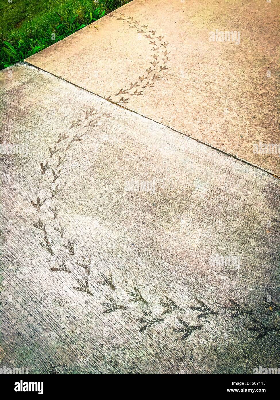 Bird crossing path Stock Photo - Alamy