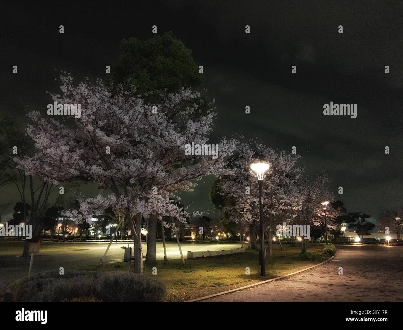 Evening Cherry Blossom Stock Photo - Alamy