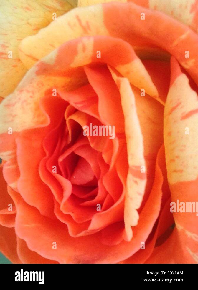 Bi color rose closeup Stock Photo - Alamy