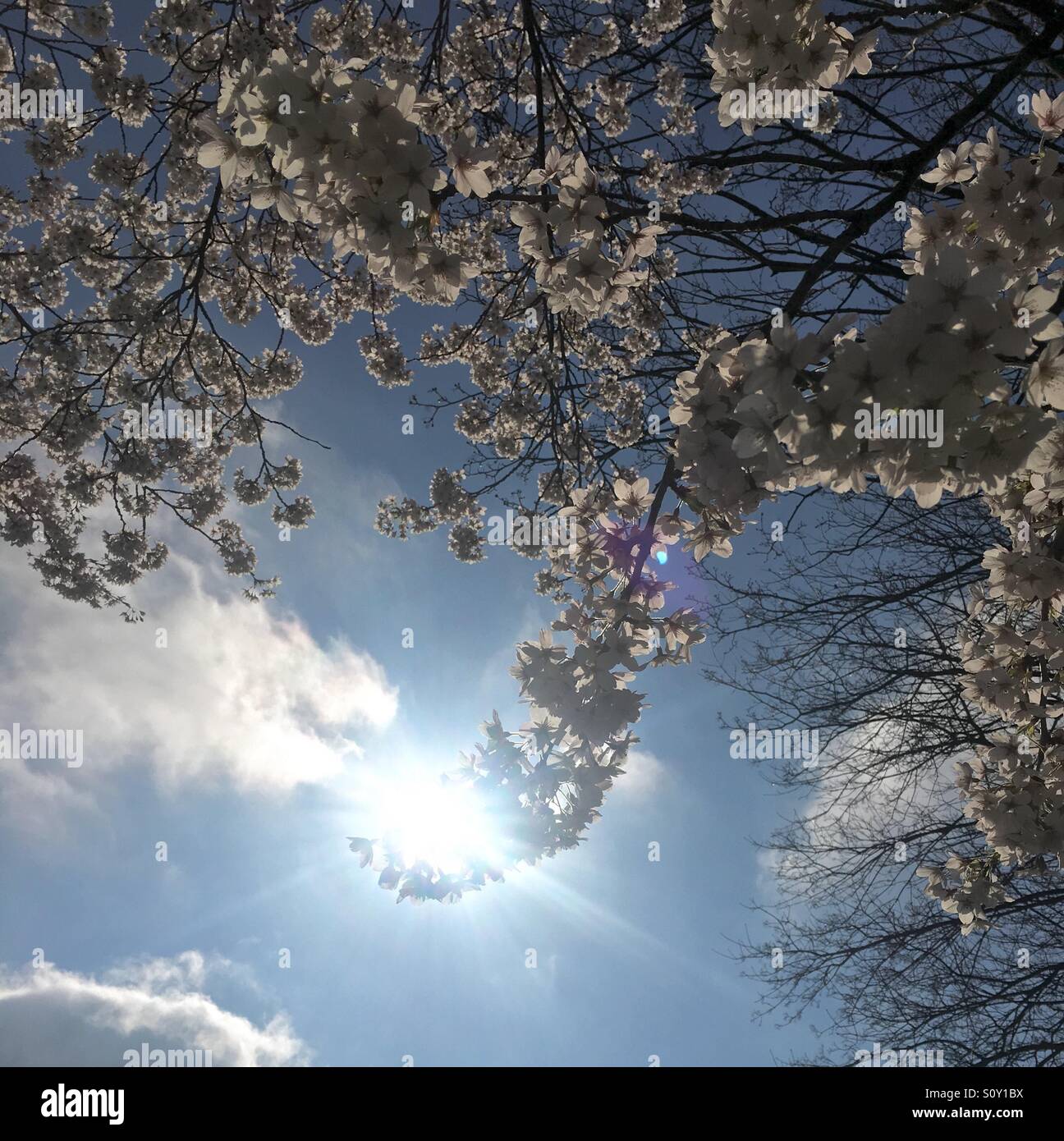 Cherry blossom uk sun hi-res stock photography and images - Alamy