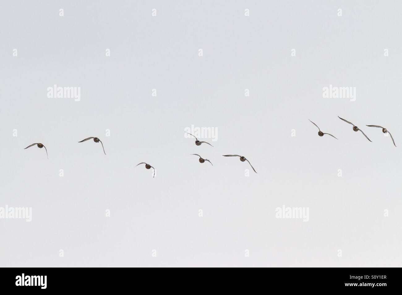 Nine ducks hi-res stock photography and images - Alamy