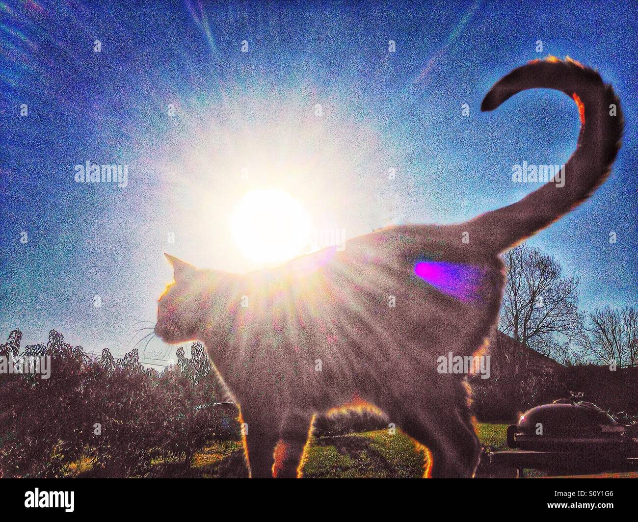 Sunrise and cat Stock Photo - Alamy