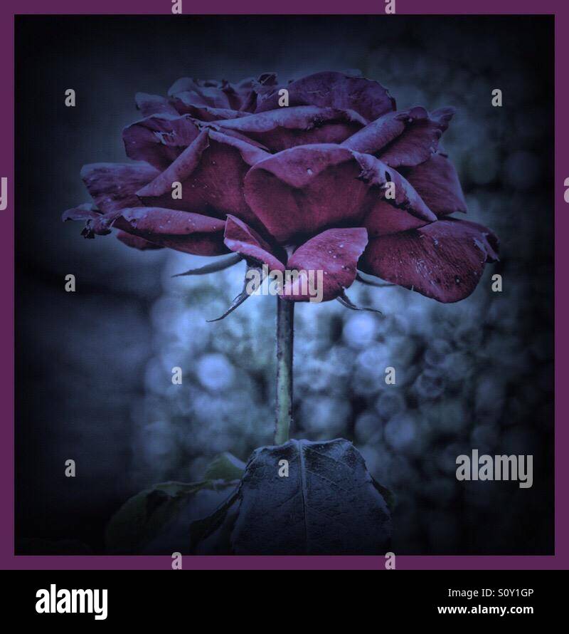 Vignette rose hi-res stock photography and images - Alamy