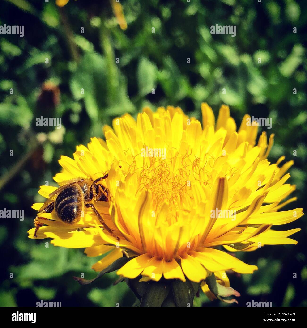 A searching bee Stock Photo - Alamy