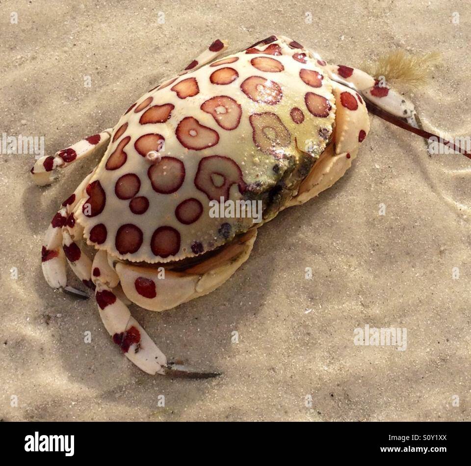 Leopard crab hi-res stock photography and images - Alamy