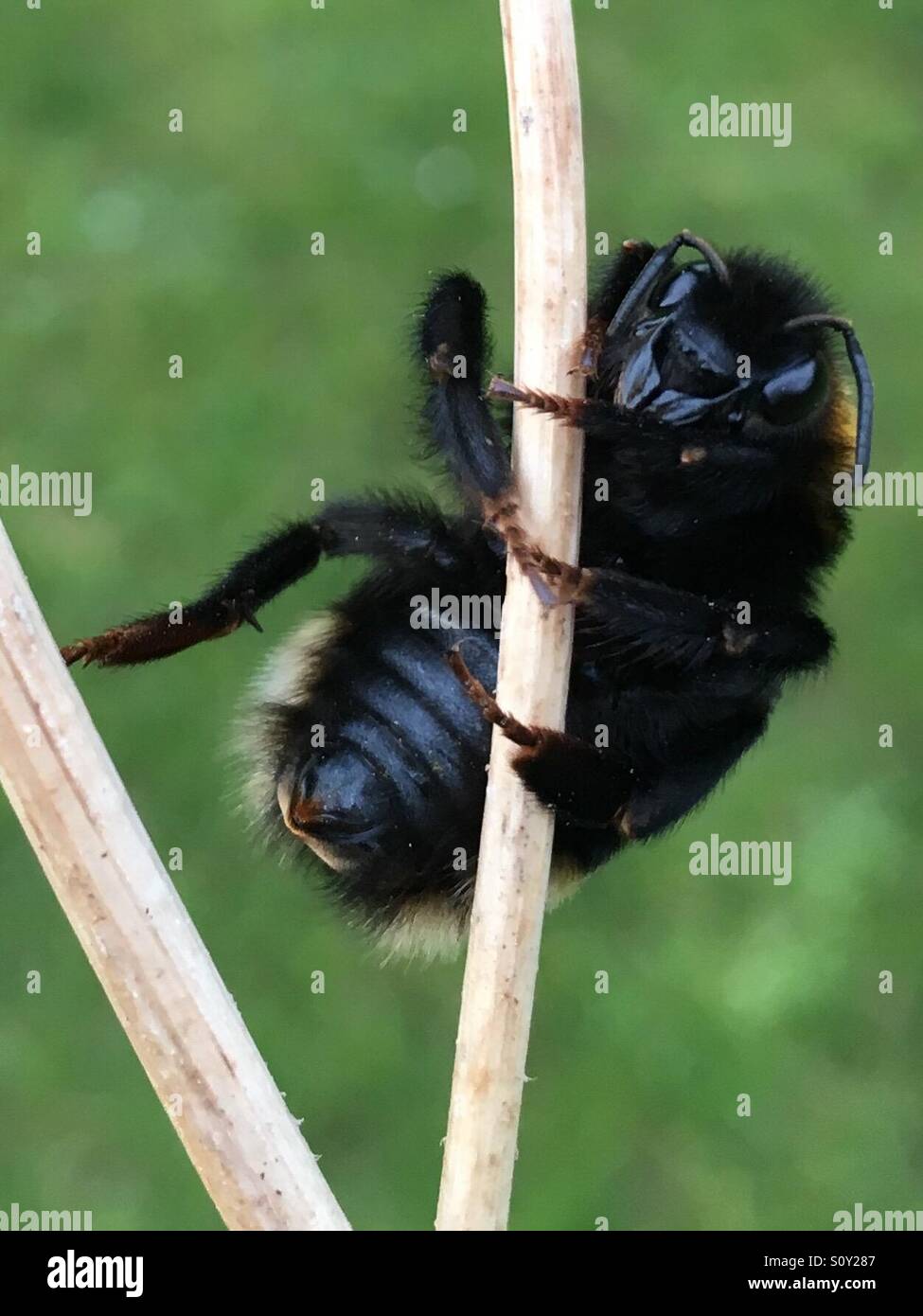 A close up of a bee Stock Photo - Alamy