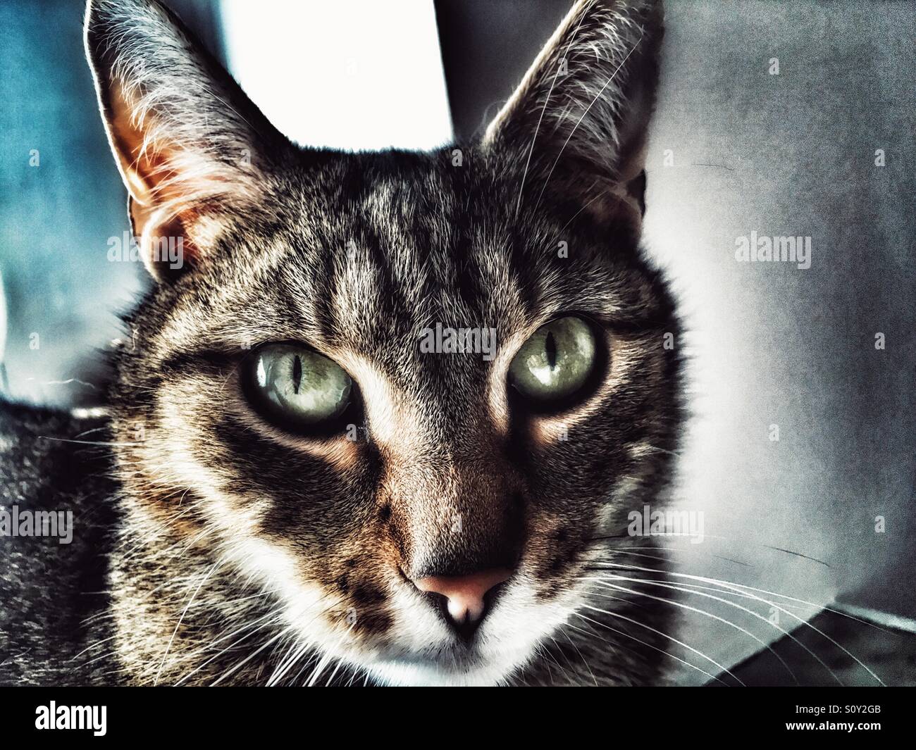 Tabby Cat Gazing High Resolution Stock Photography and Images - Alamy