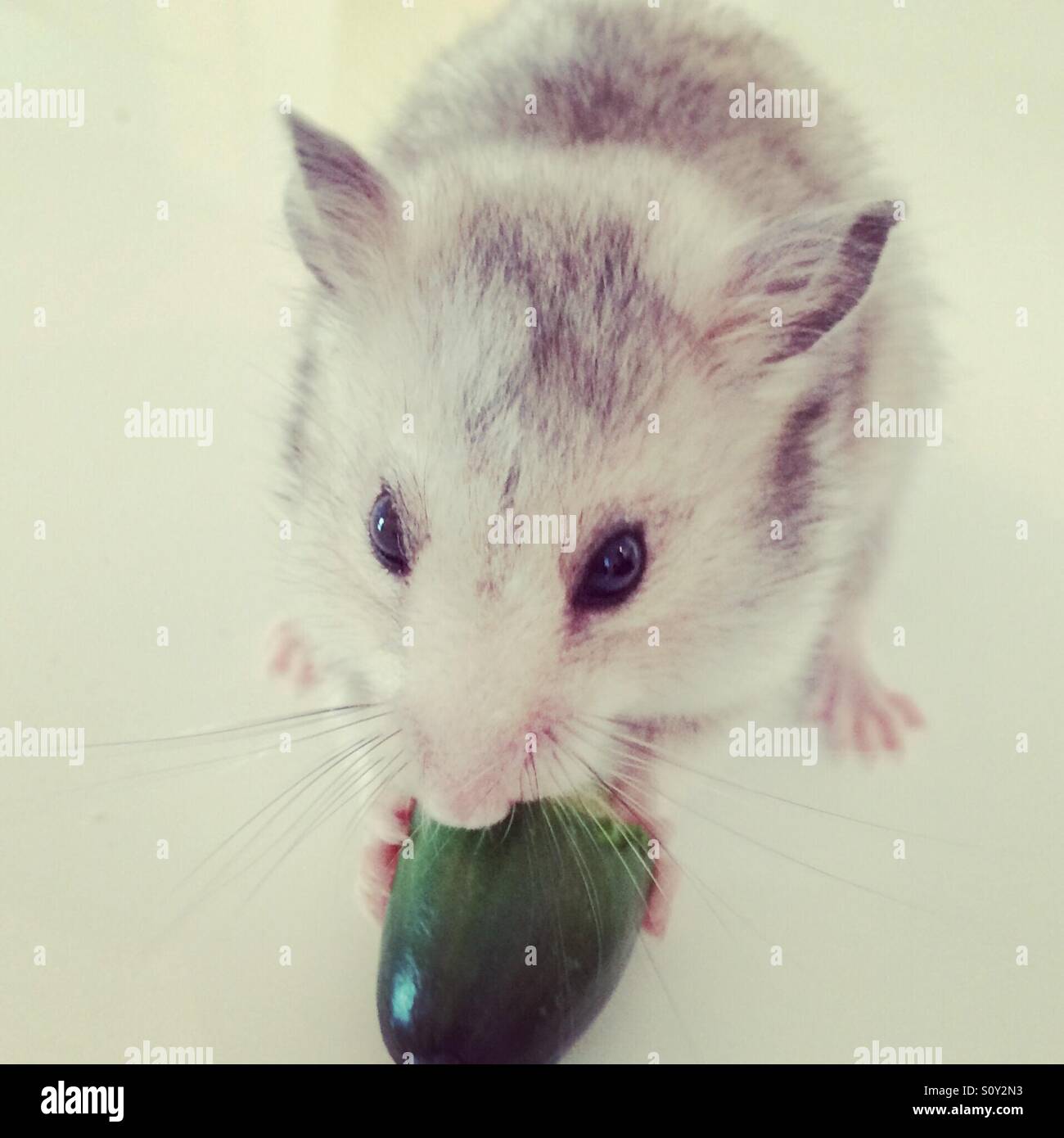Cute Cucumber High Resolution Stock Photography and Images - Alamy