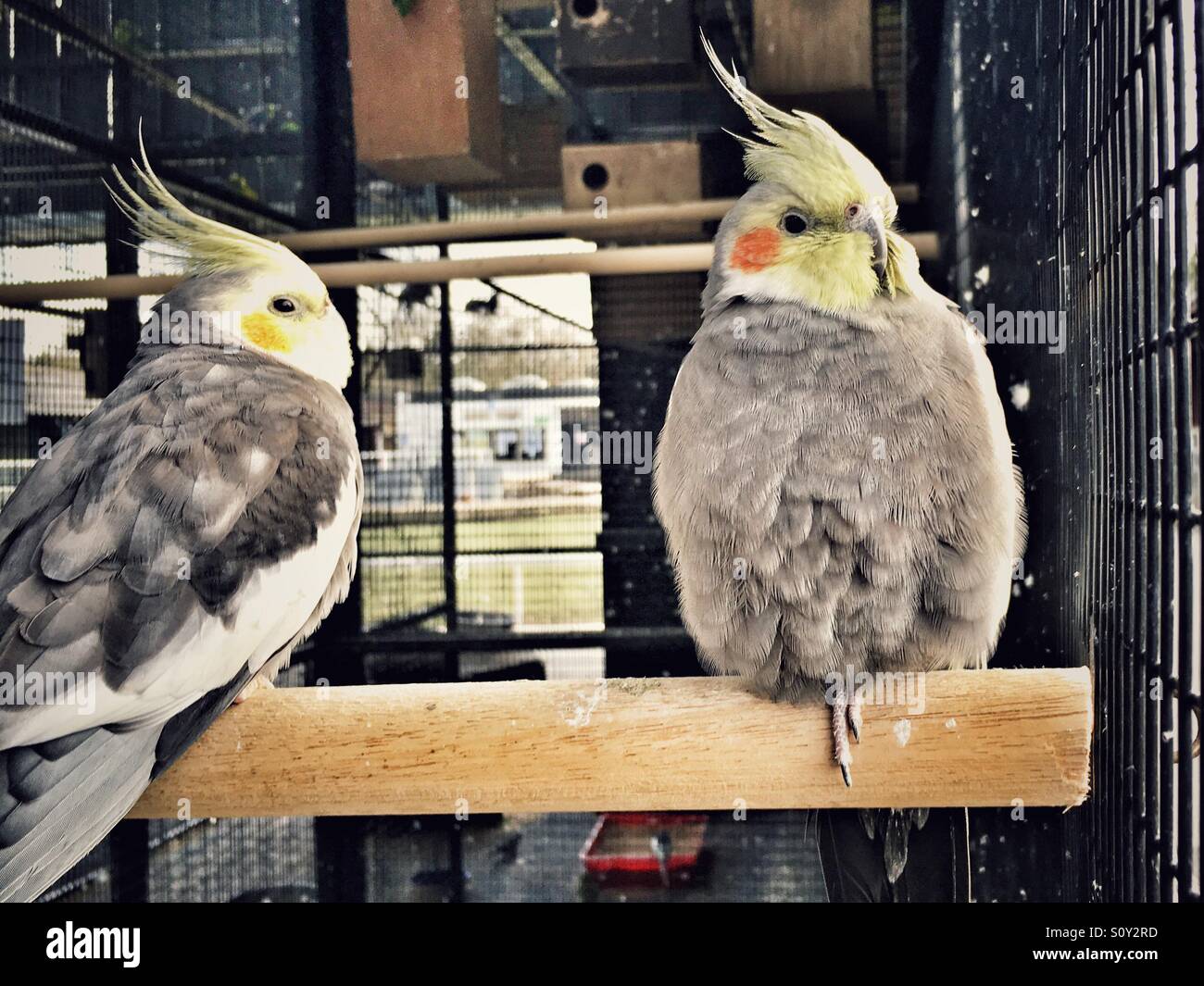 Cockatiels on a perch Stock Photo - Alamy