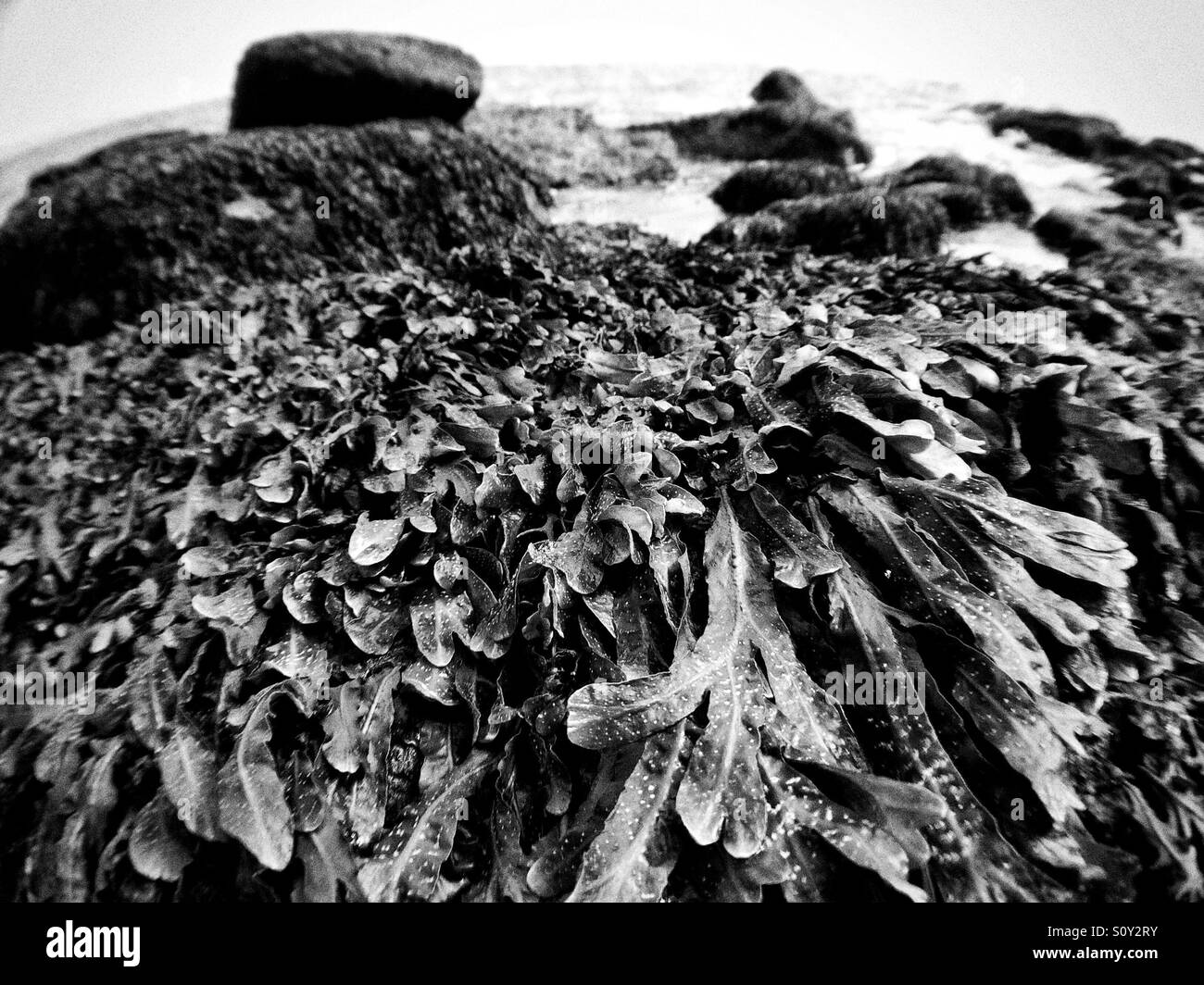 Tide wrack Black and White Stock Photos & Images - Alamy