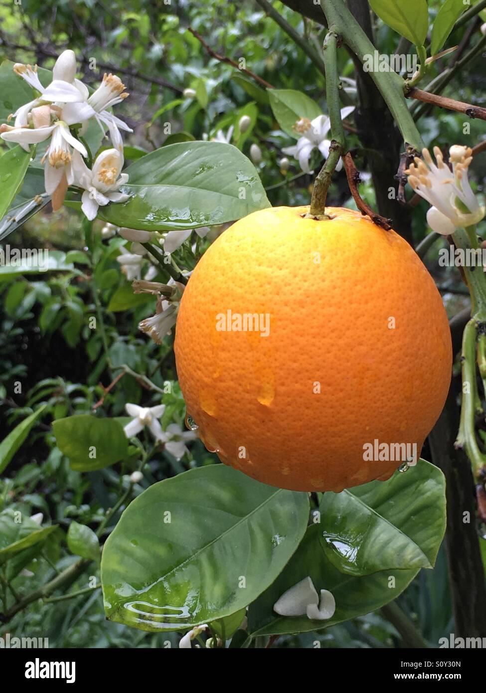 Valencia orange tree hi-res stock photography and images - Alamy
