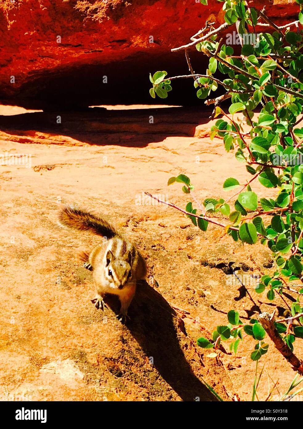 Chipmunk in Zion Utah Stock Photo - Alamy