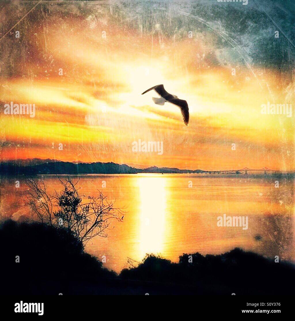 Dynamic Bird High Resolution Stock Photography and Images - Alamy