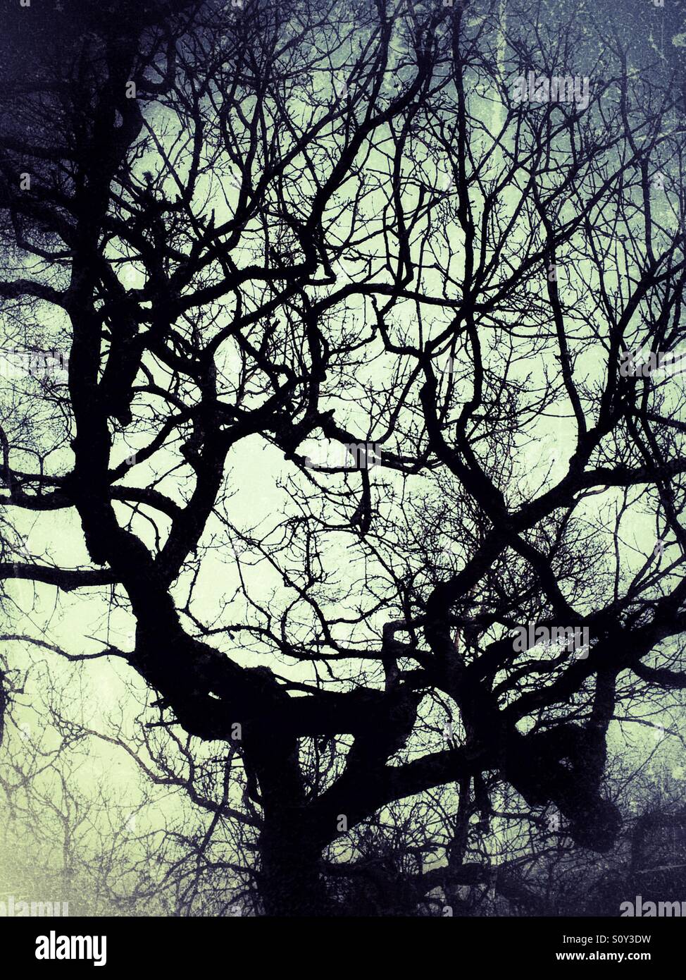 Tree branches Stock Photo - Alamy