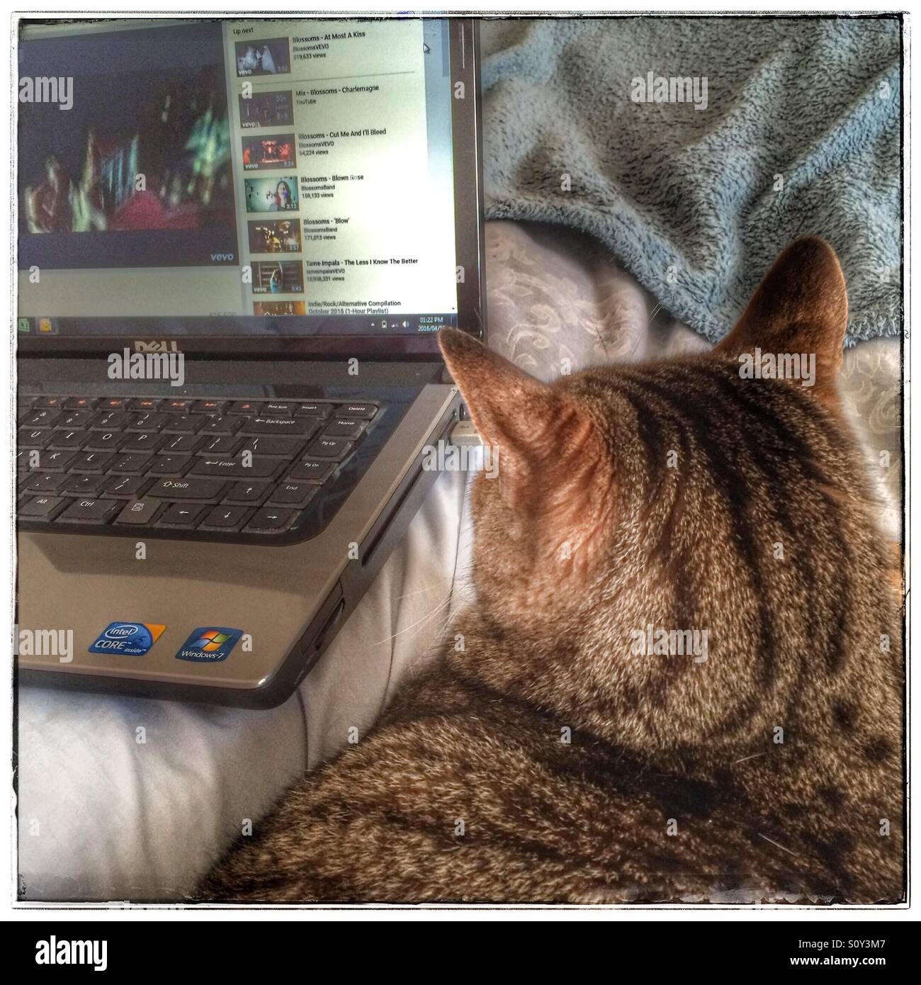 Cat looking at laptop screen Stock Photo - Alamy