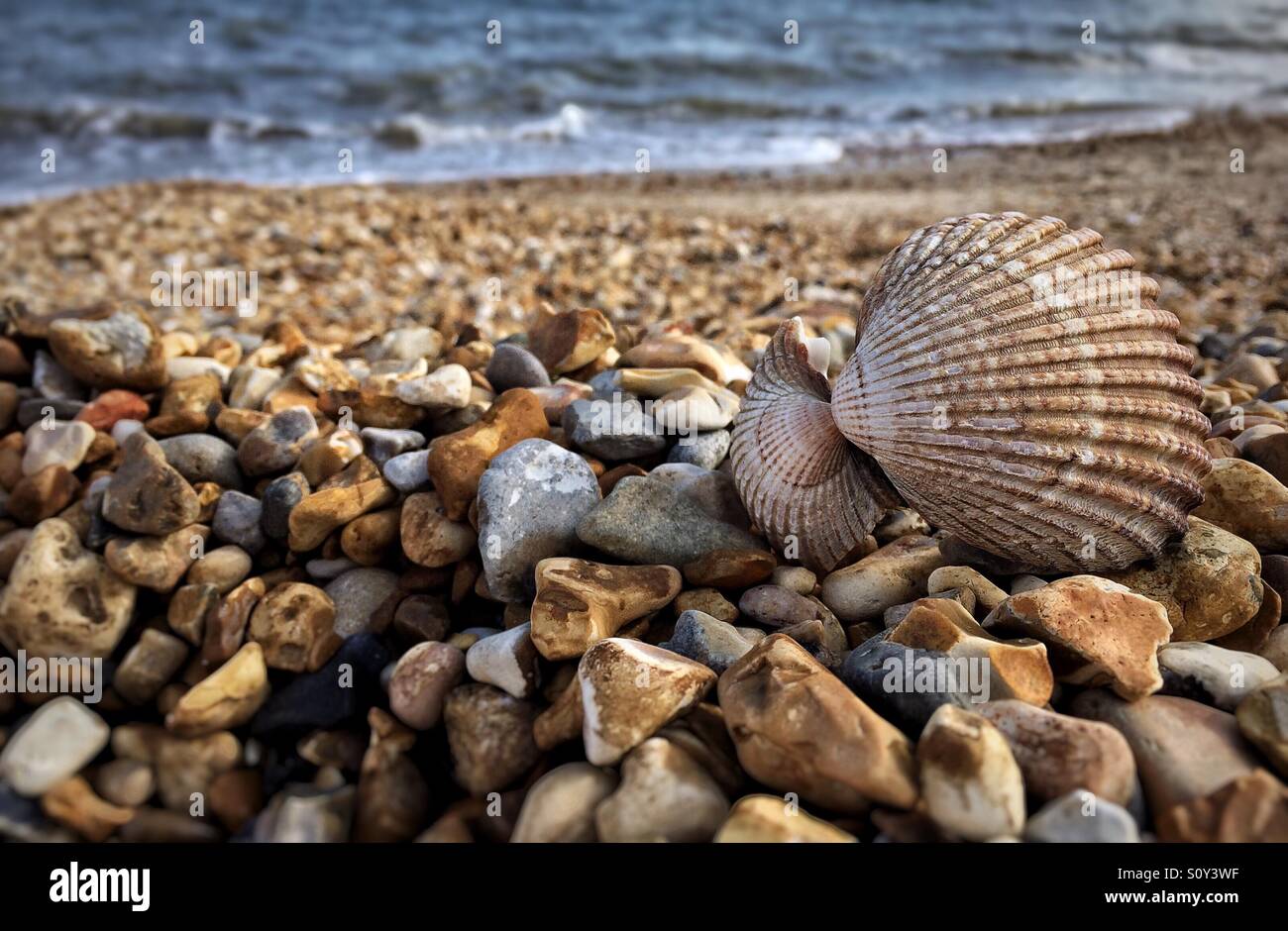 One shell on beach hi-res stock photography and images - Alamy