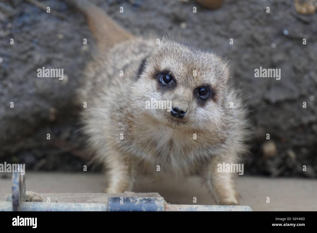 Meerkat face hi-res stock photography and images - Alamy