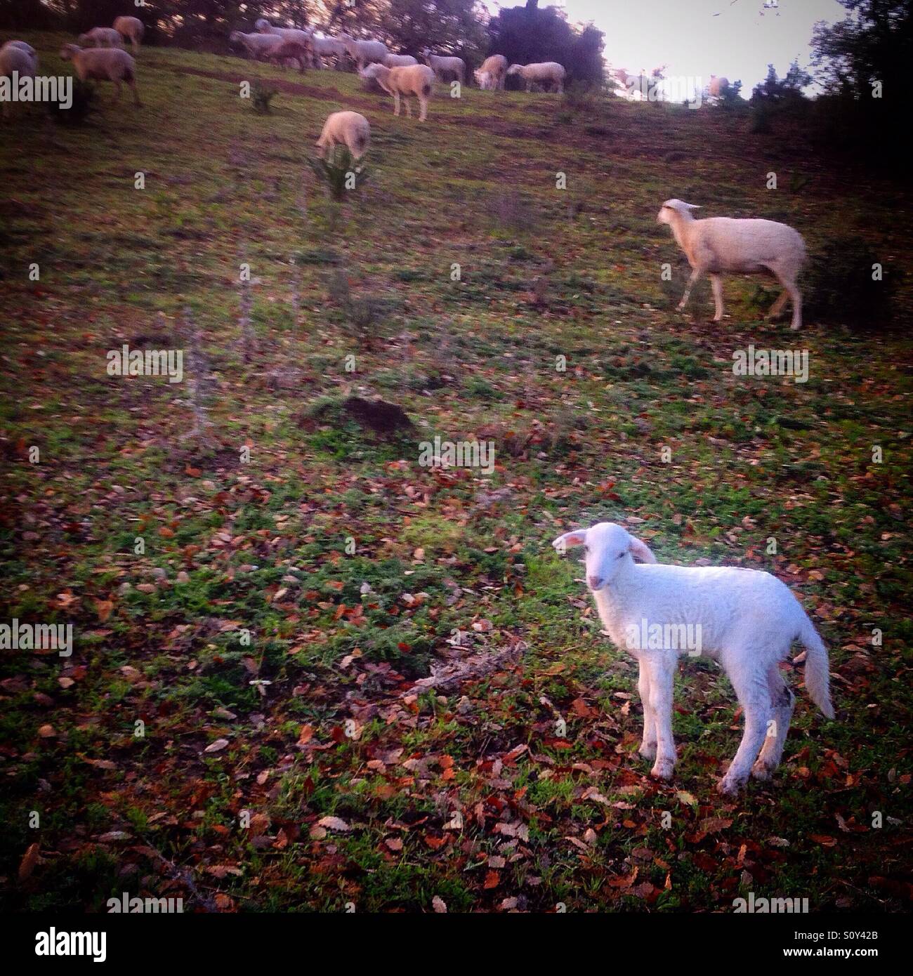 An orphan lamb joins a herd of sheep in O-Live Medioambiente ...