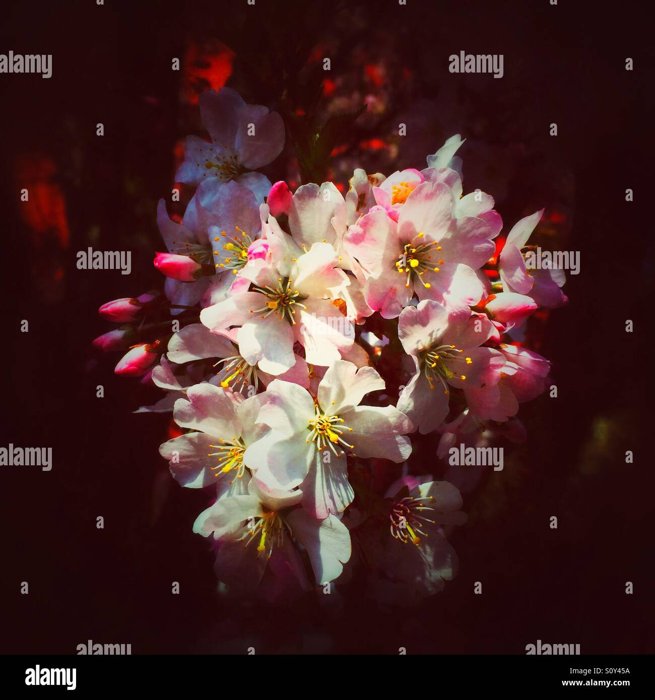 Flowers cherry blossom tree hi-res stock photography and images - Alamy