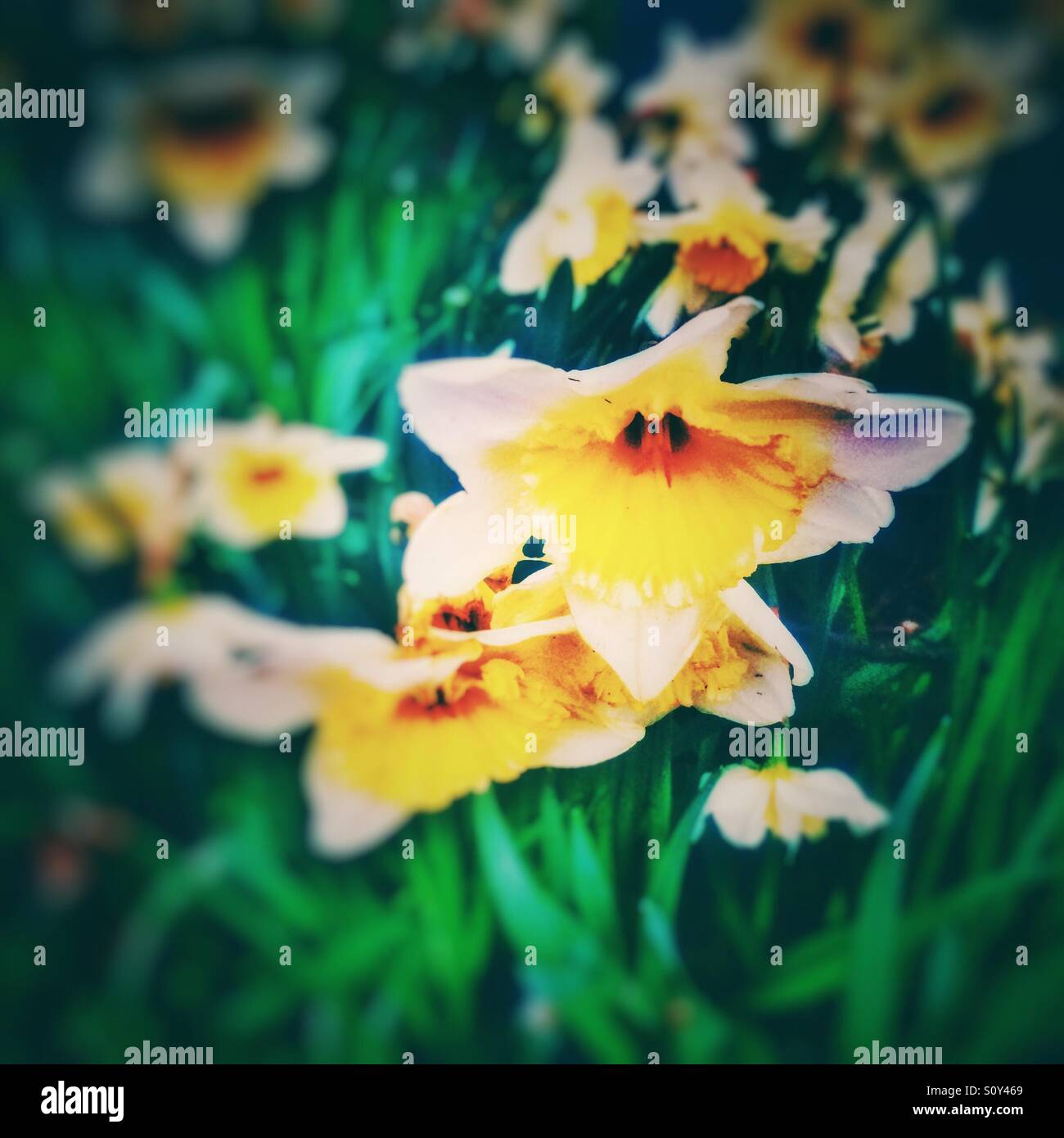 Daffodils wild hi-res stock photography and images - Alamy