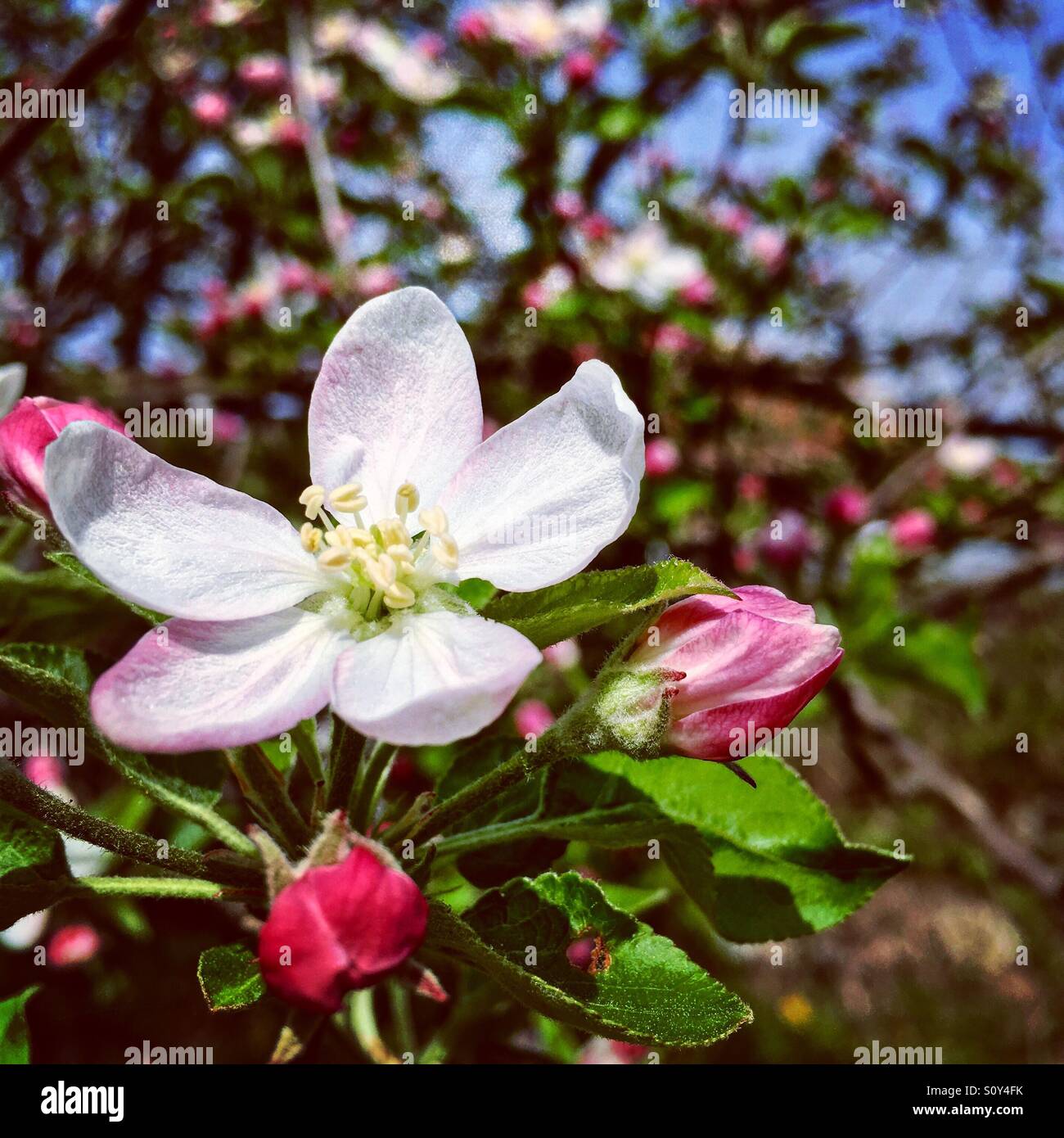 Apple tree flower Stock Photo - Alamy