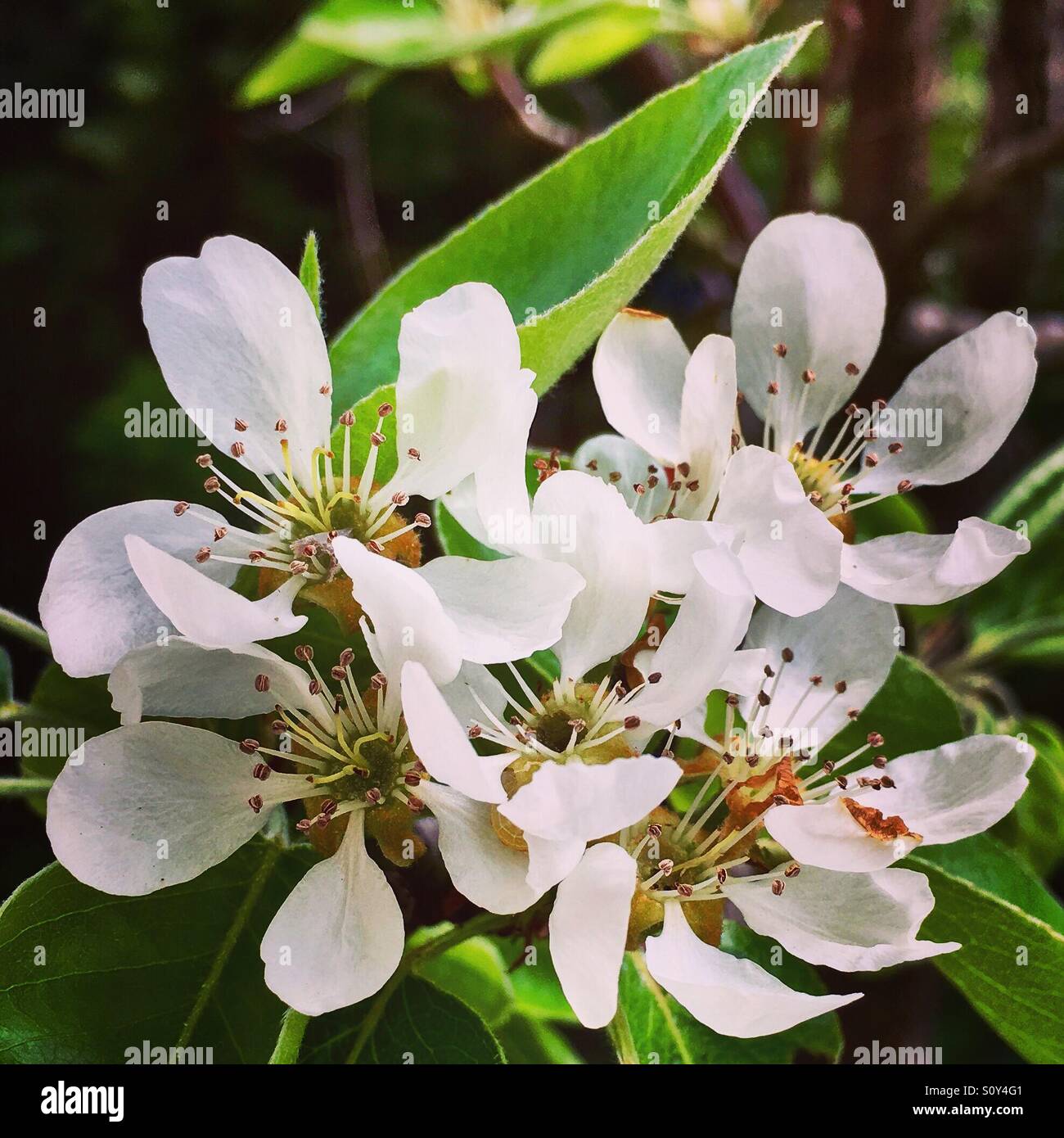 Pear tree flowers Stock Photo - Alamy