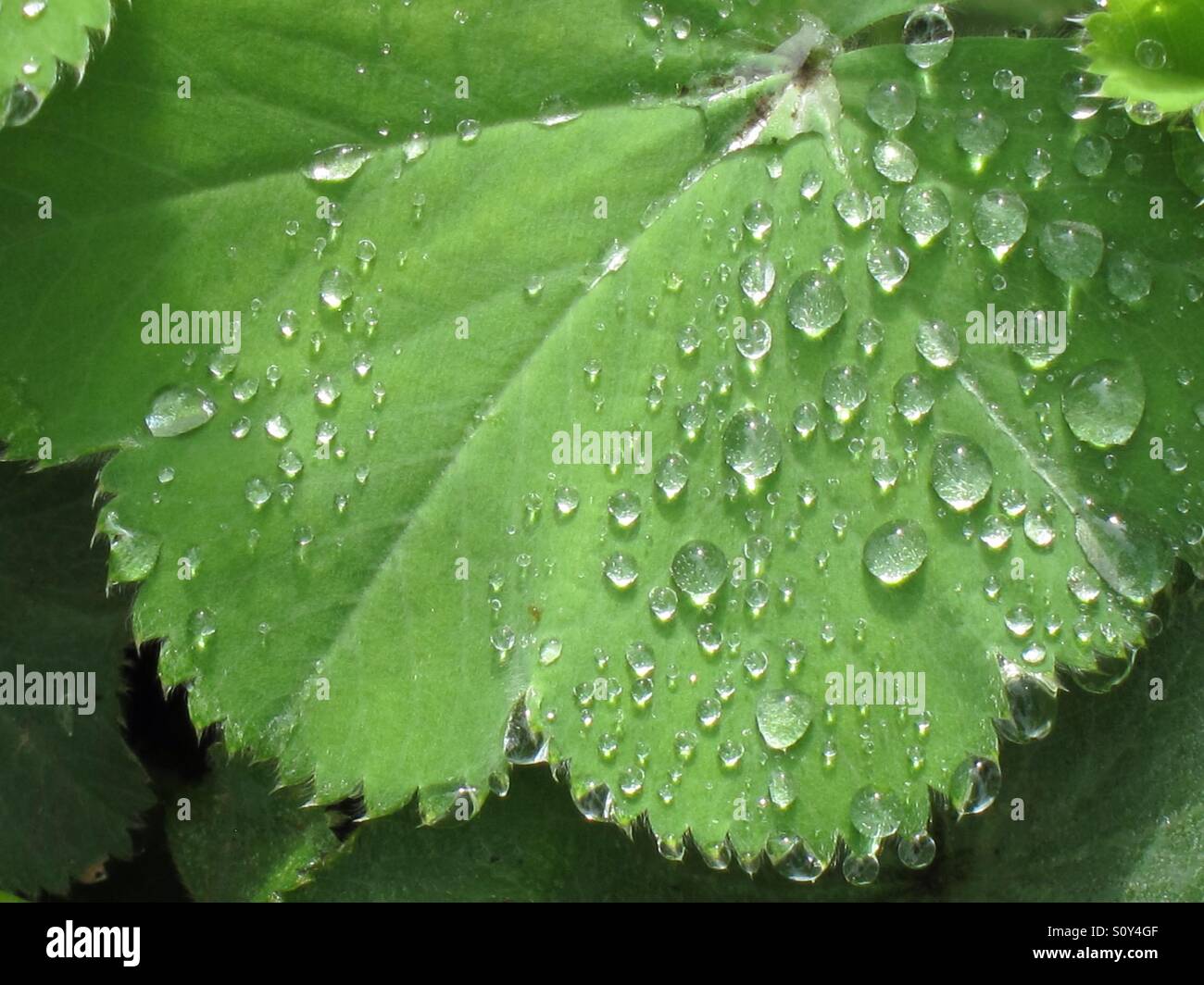 Morning green leaf hi-res stock photography and images - Alamy