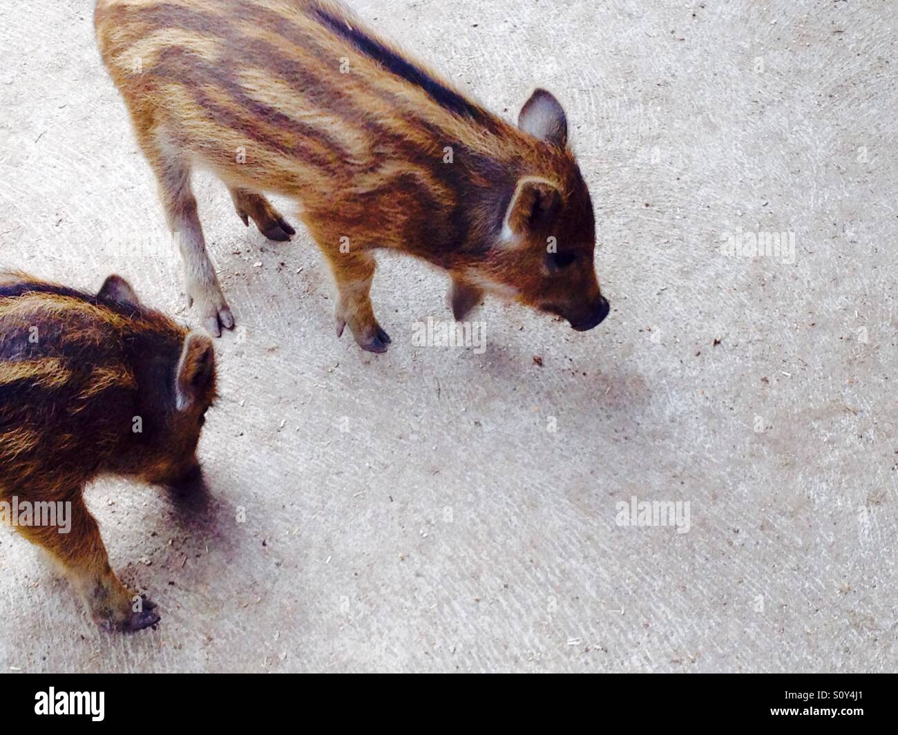 Black boars hi-res stock photography and images - Alamy