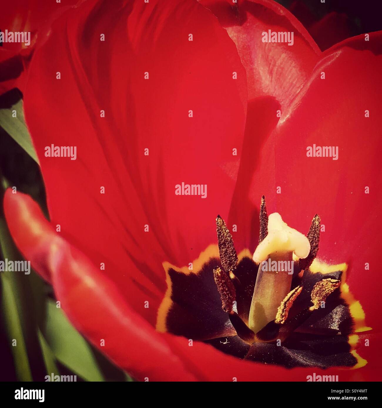 Red tulip up close hi-res stock photography and images - Alamy