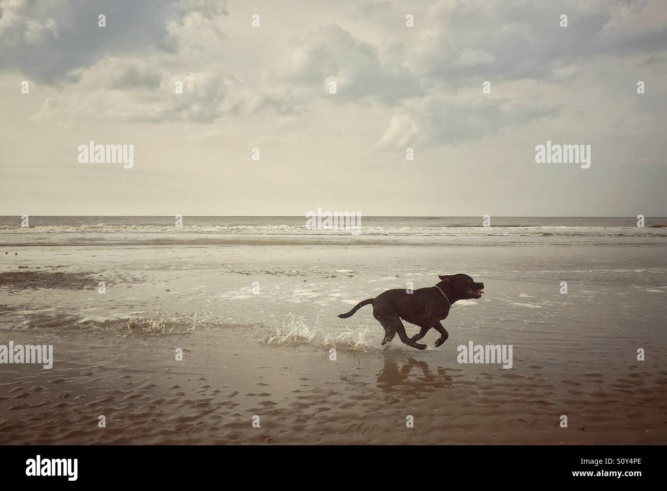 Dog running into the sea hi-res stock photography and images - Alamy