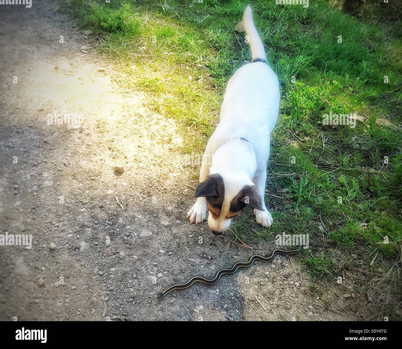 Jack Russell Terrier dog cautiously observing a garter snake in the ...