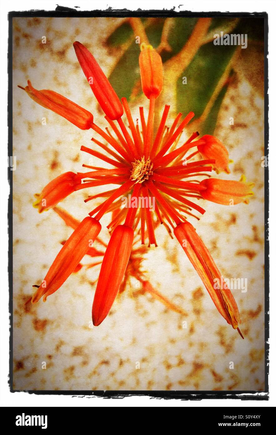 Bright orange and red hi-res stock photography and images - Alamy