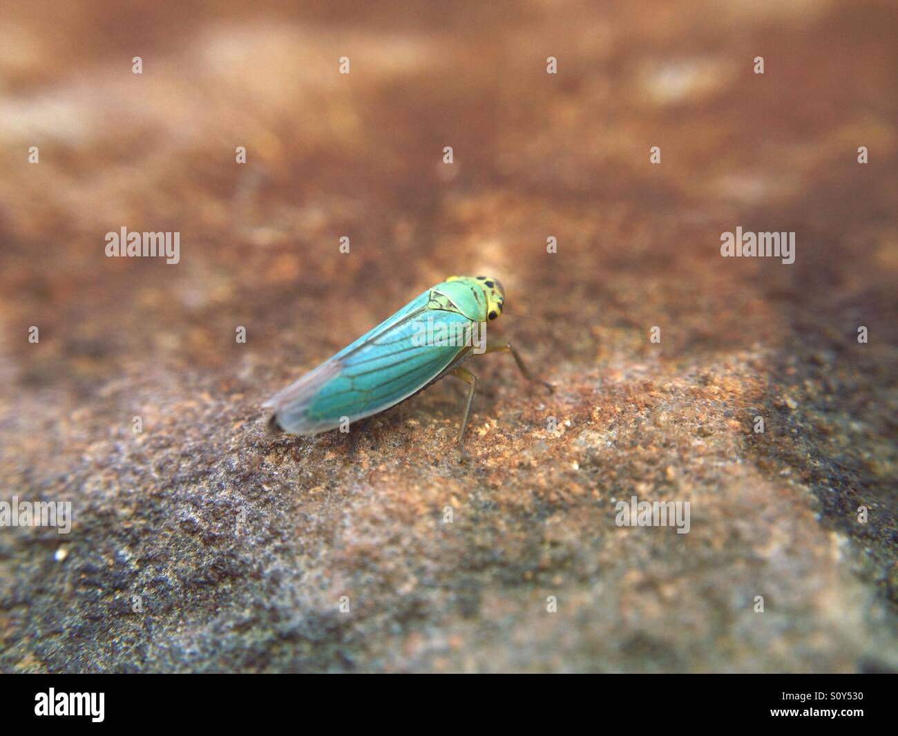 Green sawfly insect Stock Photo - Alamy